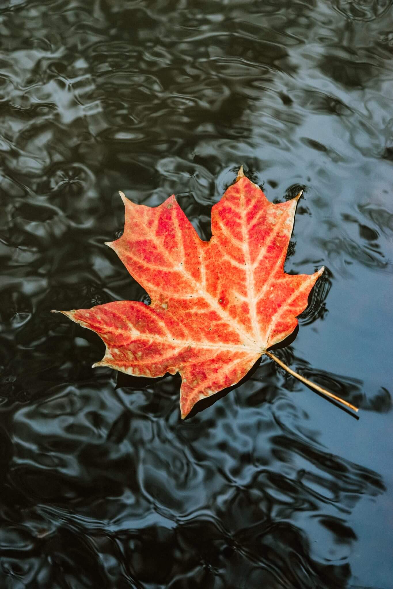 Why Maple Leaf Extract May Be Key for Age-Defying Skin - Age-Defying ...