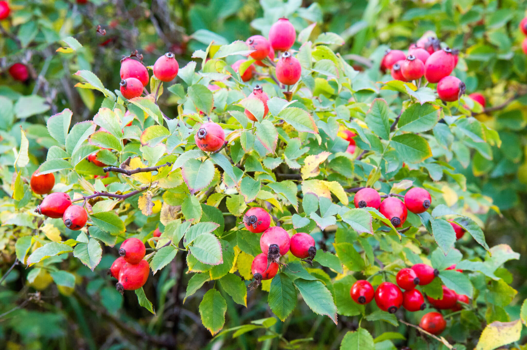 5 Age-Defying Skincare Benefits of Rosa Canina Fruit Extract - Age ...