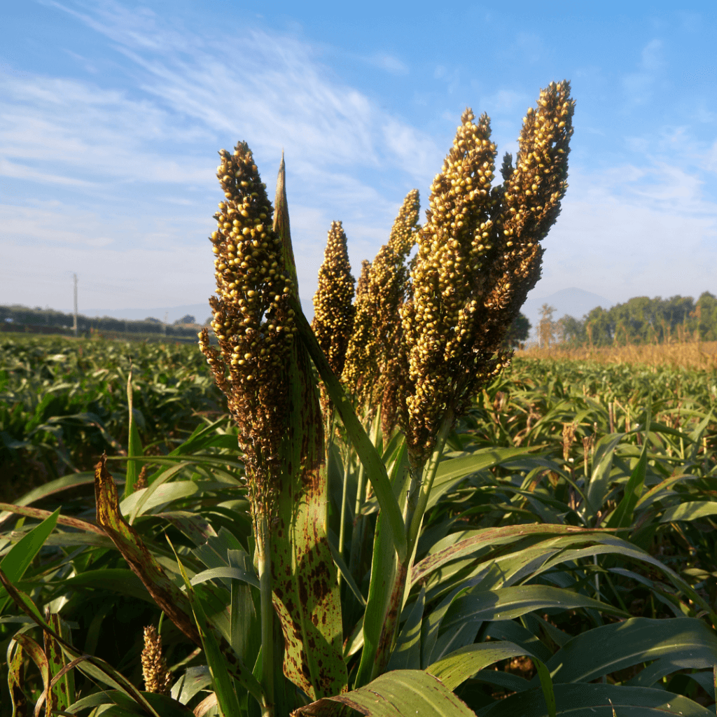 How to Properly Exfoliate: The Top Benefits + Nature's Best Exfoliating ...